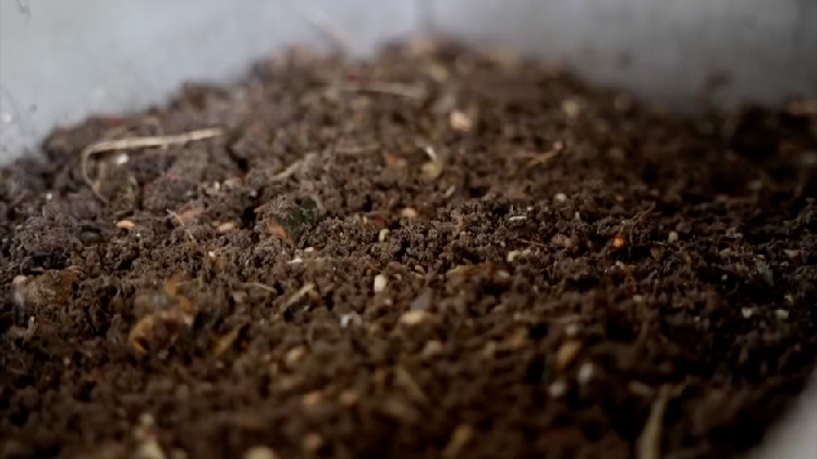 Worm experts help to manage food waste - CGTN