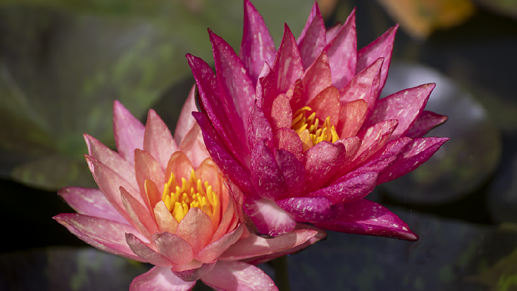 Lotuses enter blooming season in Yunnan - CGTN