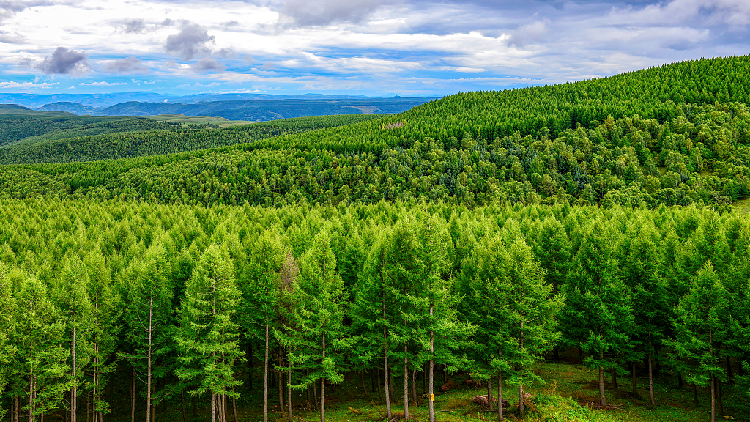 China's green development: Reforestation and the 'Green Great Wall' - CGTN