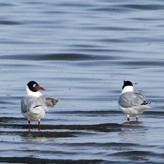 Live: Endangered relict gulls in N China's nature reserve – Ep. 6 - CGTN