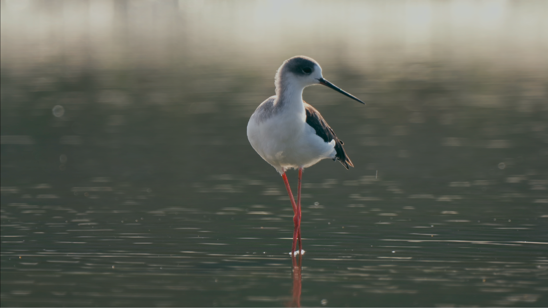 City of Wetlands Series | Episode 9: Black-winged stilts - CGTN