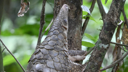 New study on mating behaviors may hold key to preventing Malayan pangolin from extinction - CGTN