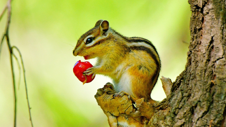 Chipmunk enjoys berries - CGTN