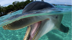 Dolphin smiles to light up the day - CGTN