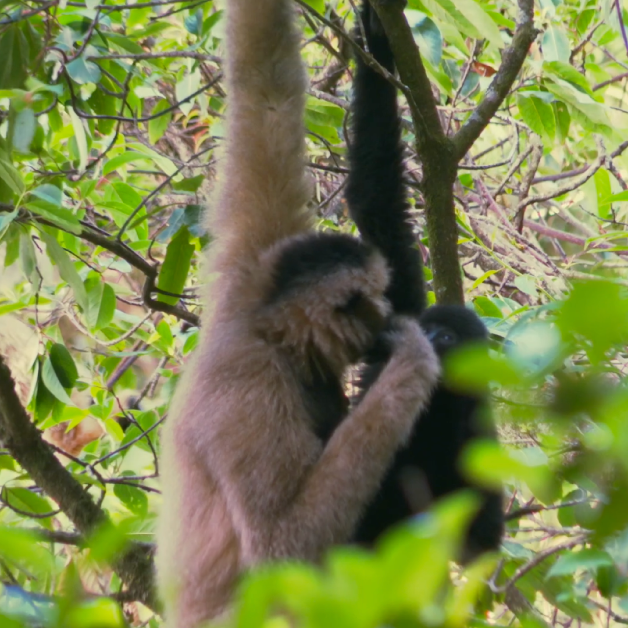 Tracking the Gibbon | Episode 4: Memories of chasing gibbons - CGTN