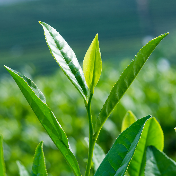 Live: Scenic view of Yunling Tea Manor in east China's Quanzhou City - CGTN