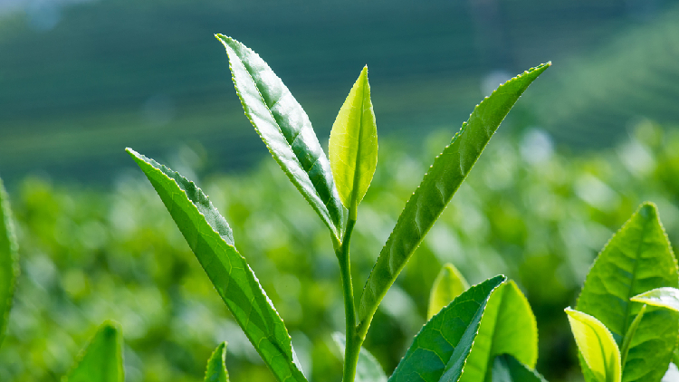 Live: Scenic view of Yunling Tea Manor in east China's Quanzhou City - CGTN