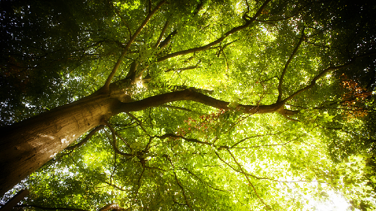 Here is how climate change might be changing the way trees grow - CGTN