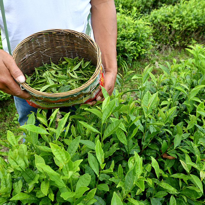Live: Discover tea plantation on 'roof of the world' in Xizang - CGTN