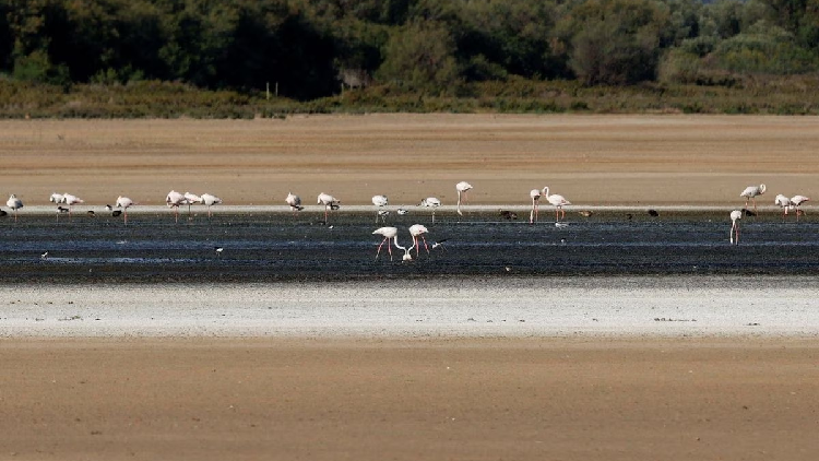 Once a haven of flamingos, now a salt desert due to drought - CGTN