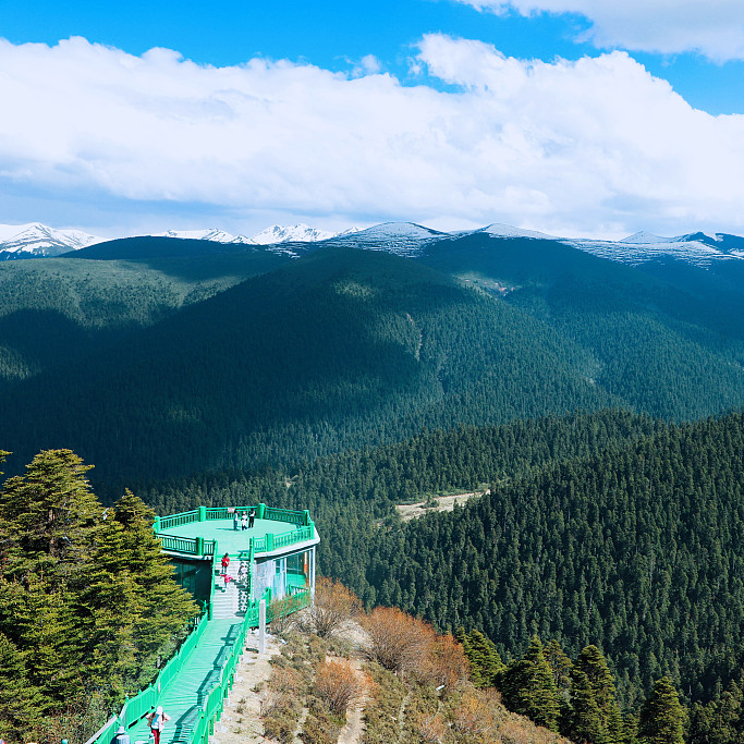 Live: Indulge in the beauty of Lulang Forest, SW China - CGTN
