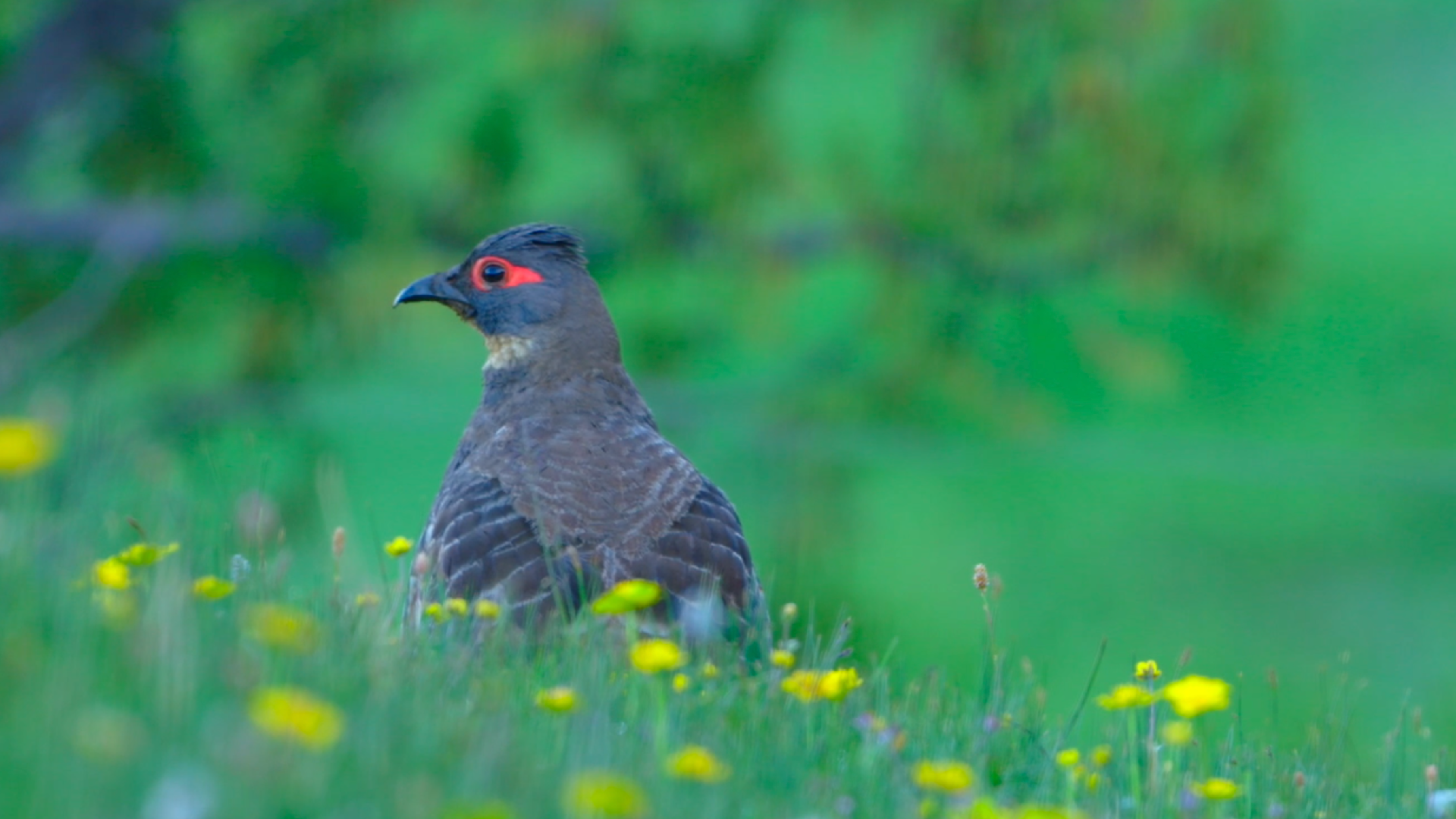 Yushu Series | Episode 8: Buff-throated partridge - CGTN