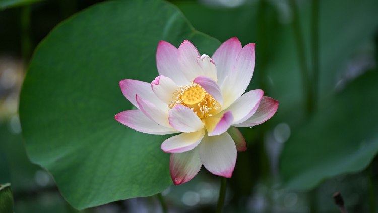 Blooming lotus flowers add a romantic summer touch - CGTN