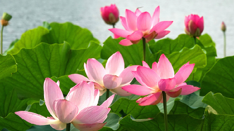 Pink lotuses bring out the natural beauty of Beijing - CGTN