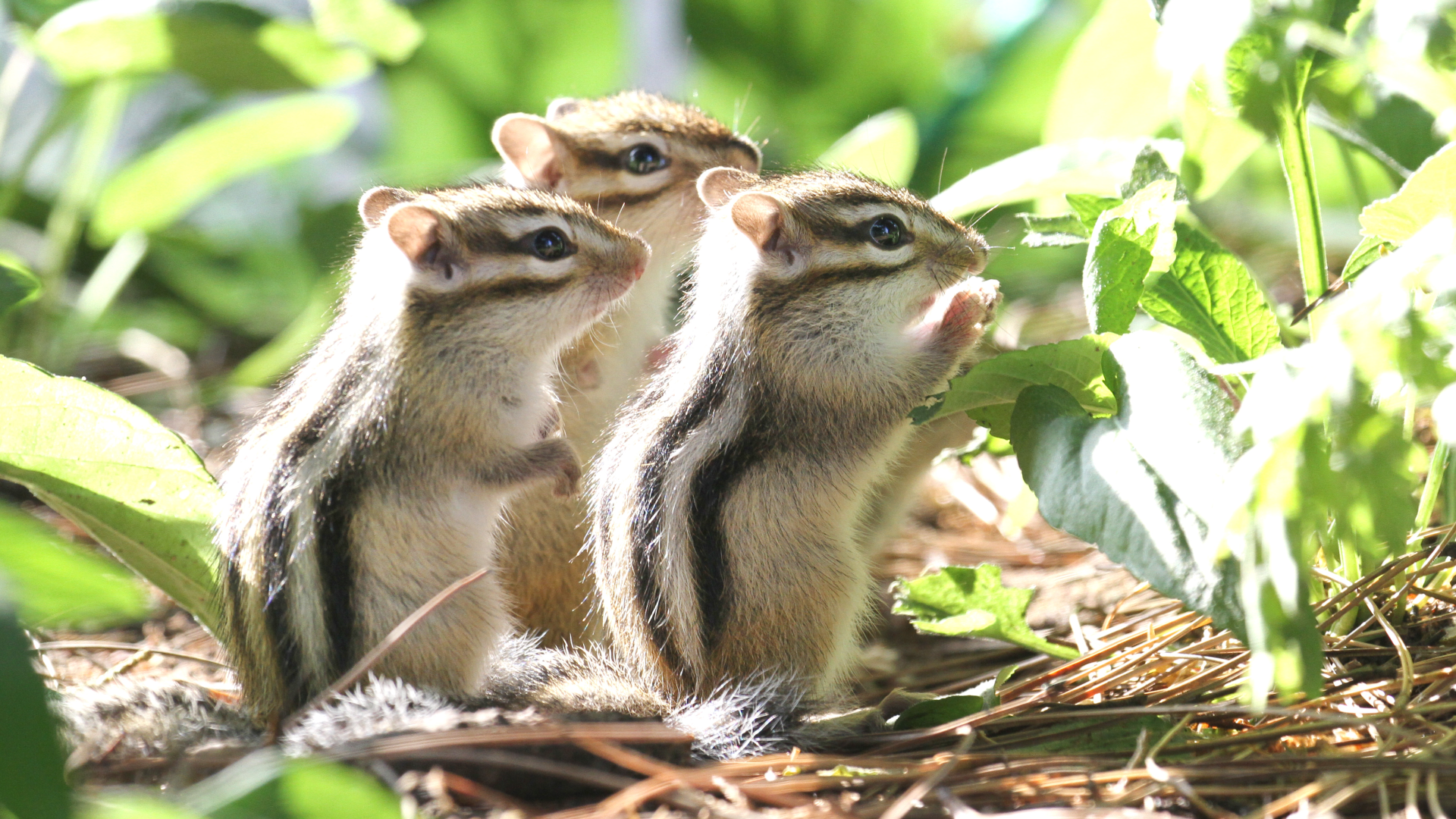 Chipmunk family embarks on a summer outing - CGTN