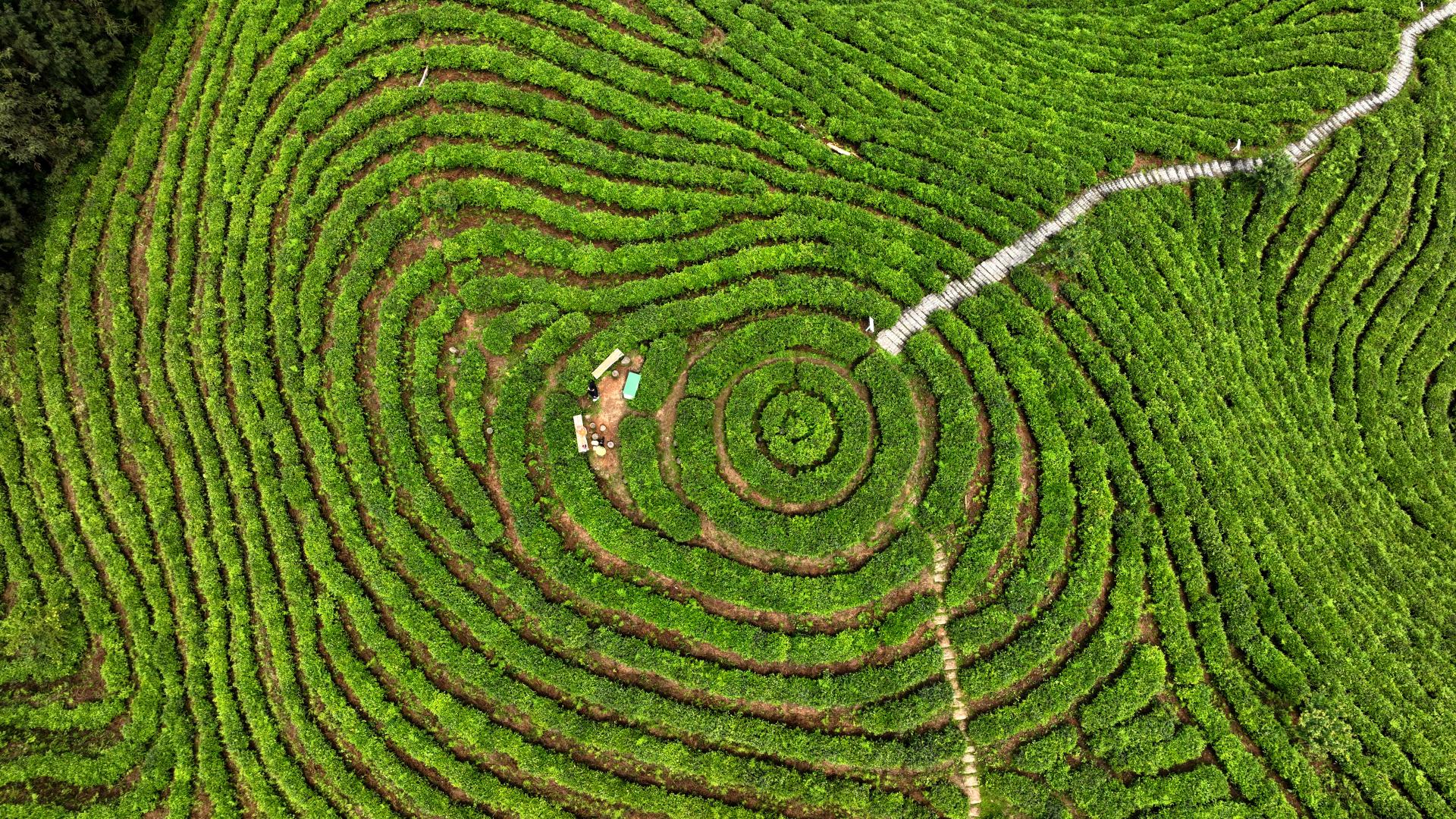 Tea garden in Sichuan resembles Earth's 'fingerprint' - CGTN