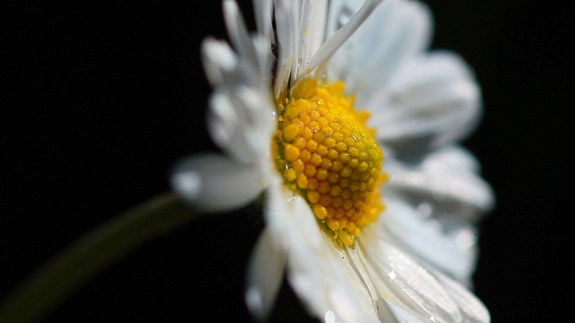 What Is The National Flower Of Russia | Best Flower Site