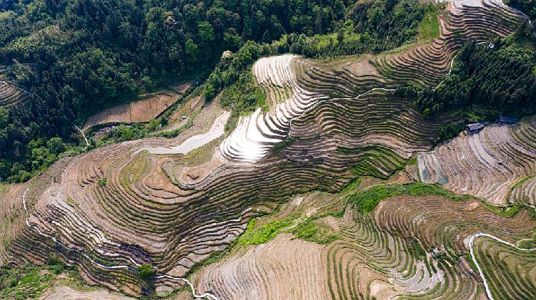Live: Explore the splendid Longji Rice Terraces in China's Guilin - CGTN