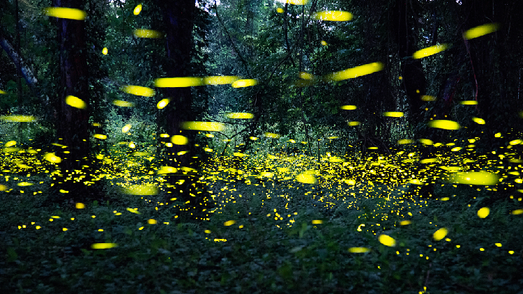 World Firefly Day: Protect our glowing friends! - CGTN
