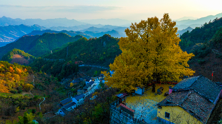 Thousand-year-old ancient ginkgo trees thrive amid protection in China ...