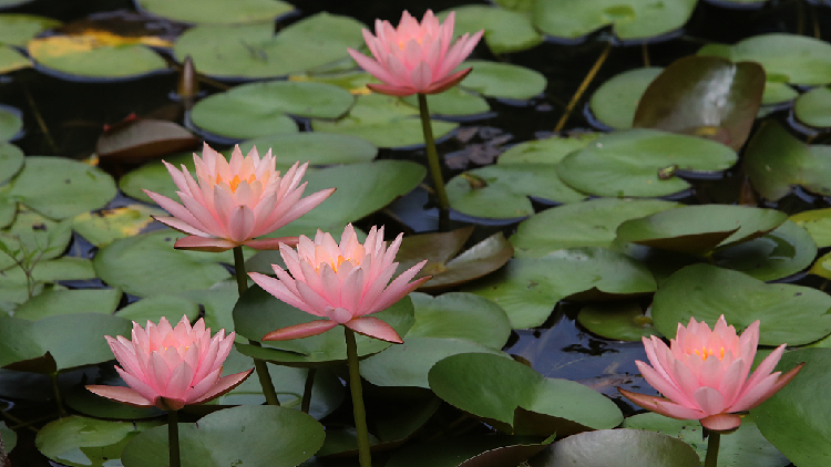 Lotus, water lilies bloom after mild rains in east China - CGTN