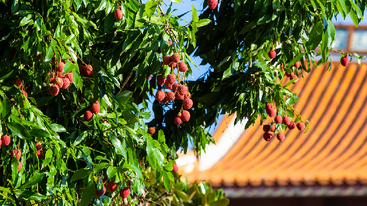 1,000-year-old litchi trees bear fruit - CGTN