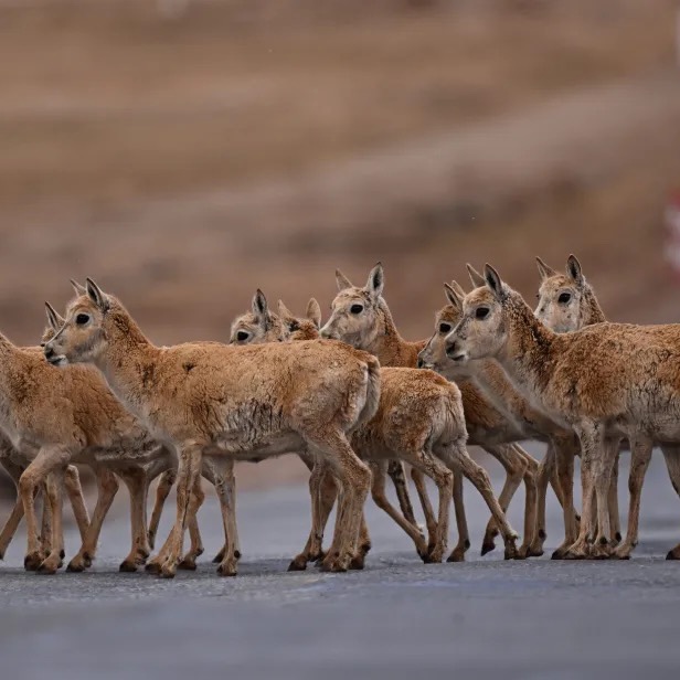 Live: Meet Tibetan antelopes on a migration trip in SW China - CGTN