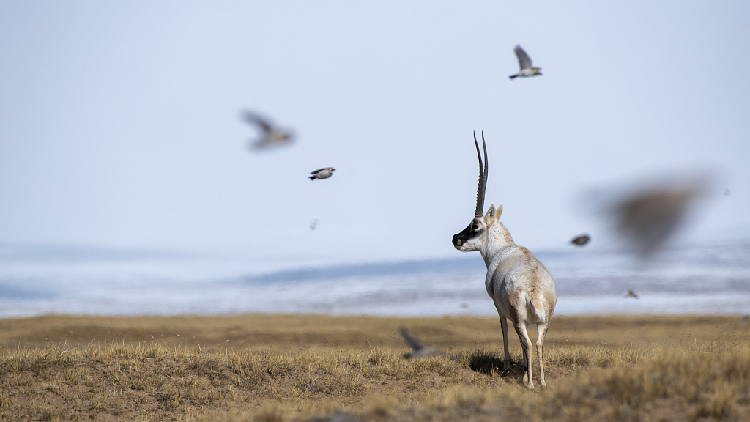 Monitoring launch to trace Tibetan antelope migration in Xinjiang - CGTN