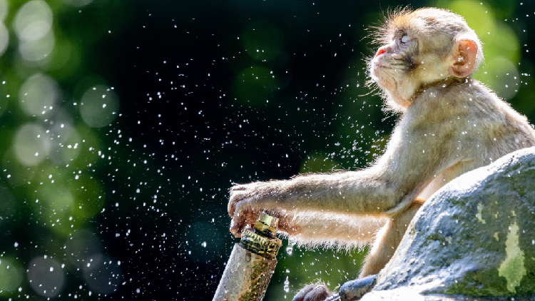 A splash of water helps monkeys keep cool - CGTN