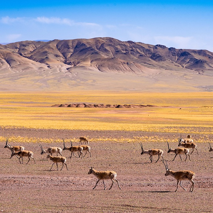 Live: Tibetan antelopes' spectacular migration trip in SW China - CGTN
