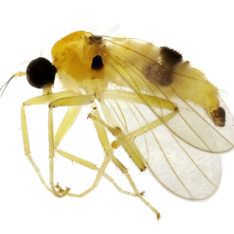 Five new insect species discovered in China's Wuyishan National Park - CGTN