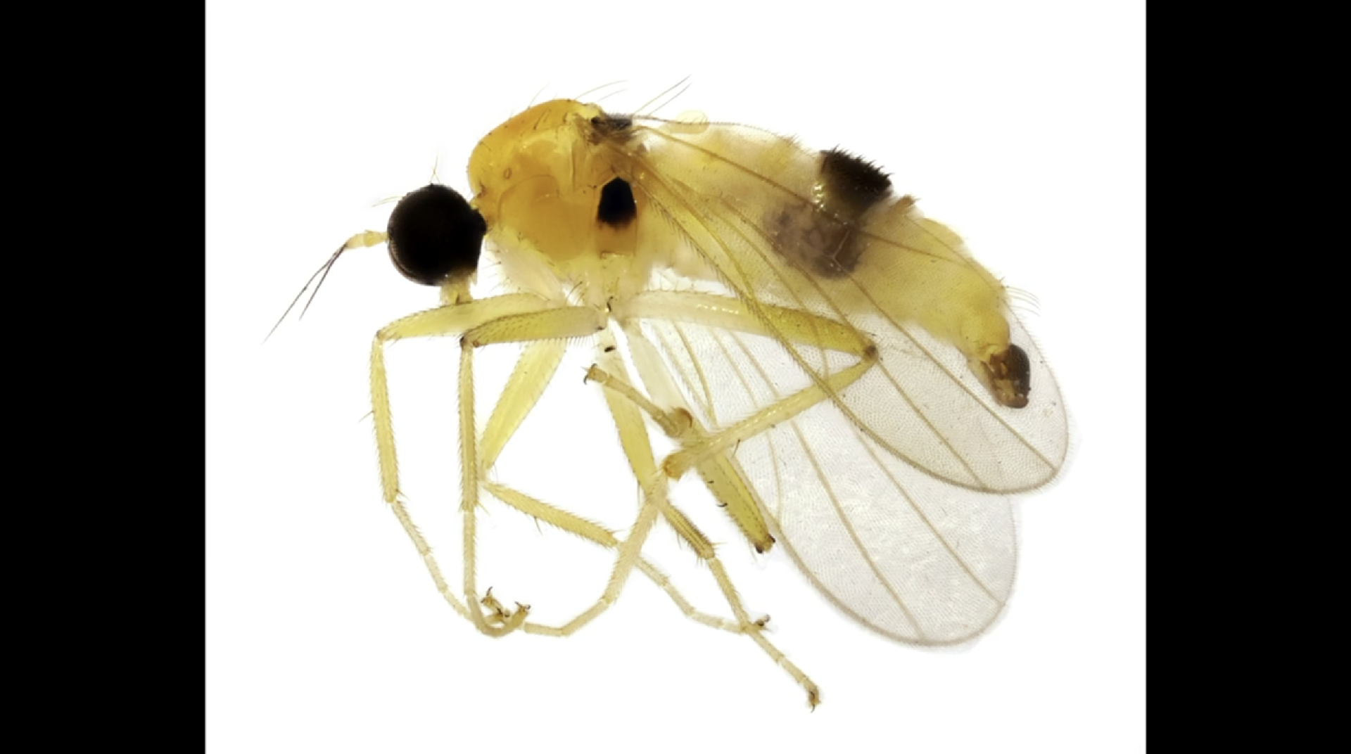 Five new insect species discovered in China's Wuyishan National Park - CGTN