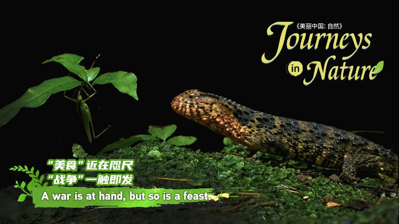 Chinese crocodile lizard in action - CGTN