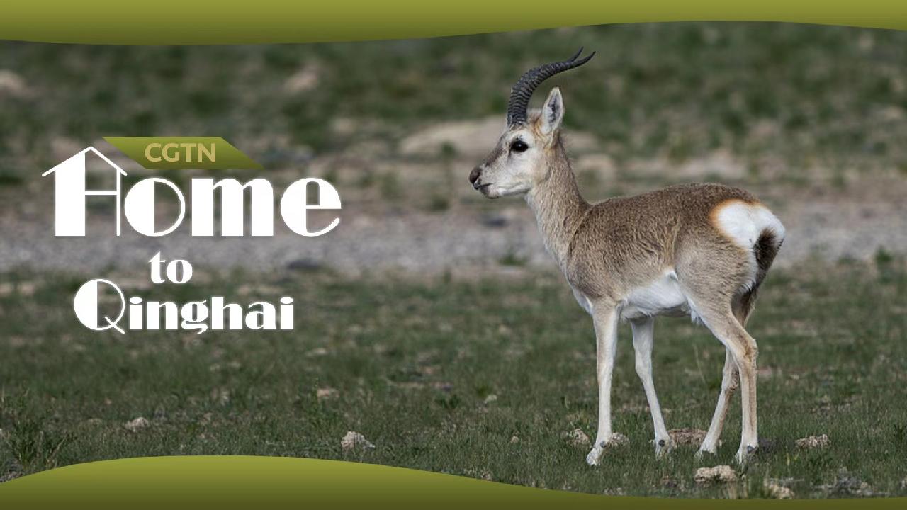 China strengthens protection of Tibetan antelope - CGTN