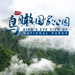 Bird's eye view of national parks: Giant Panda National Park - CGTN
