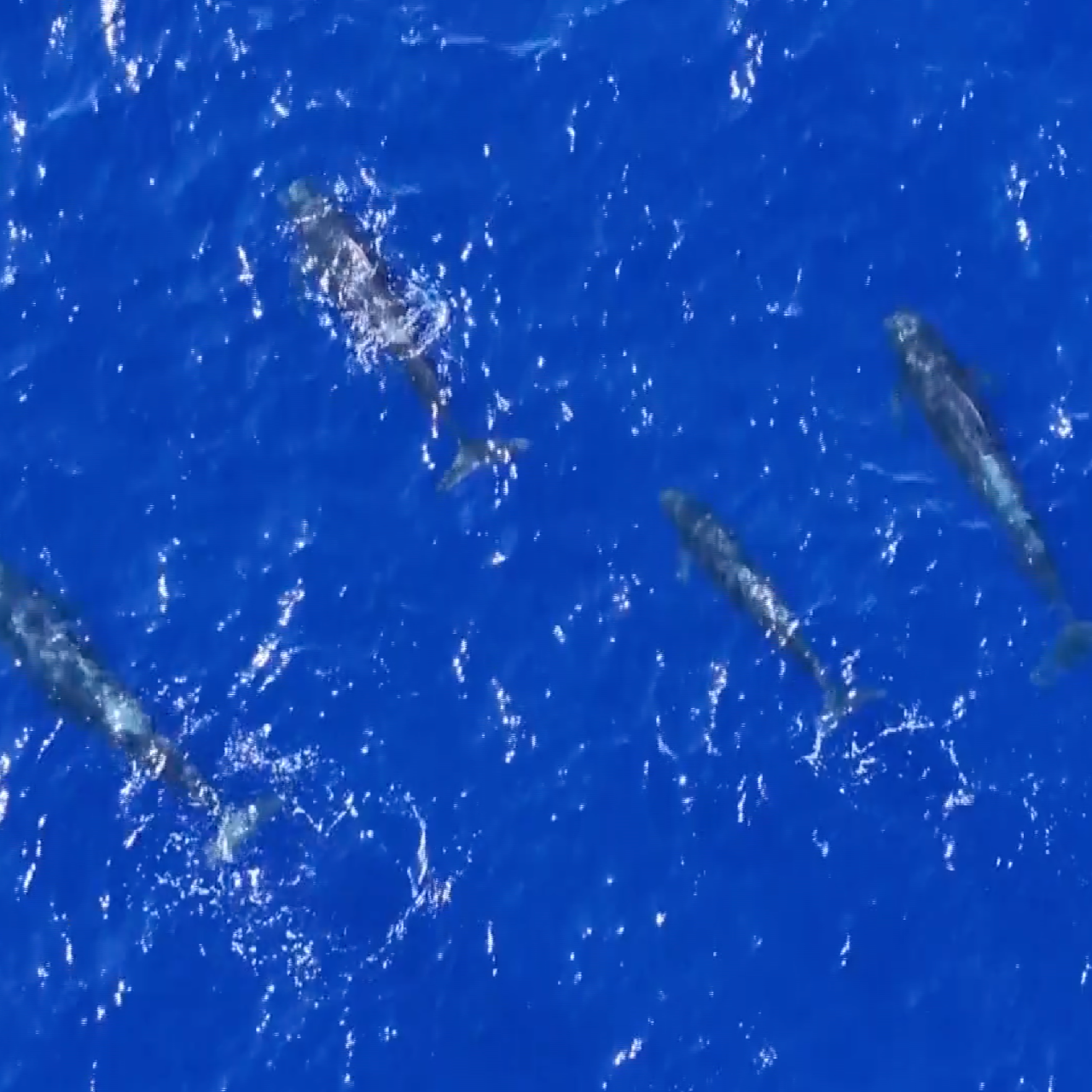 Chinese researchers spot 15 whale species during deep-sea expedition - CGTN