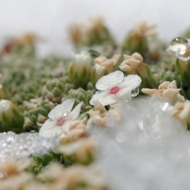 How one plant survives on the Qinghai-Xizang Plateau - CGTN