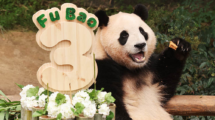 Beloved giant panda Fu Bao celebrates 3rd birthday in South Korea - CGTN
