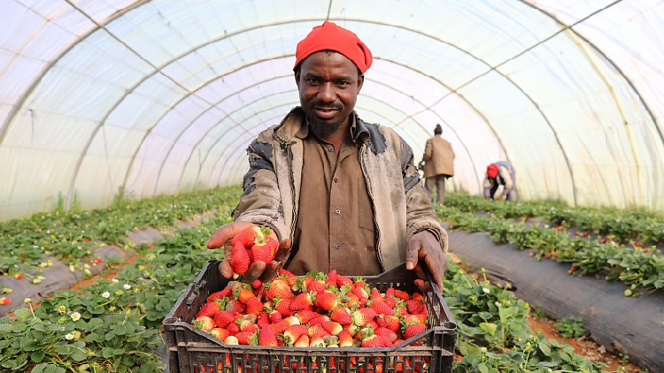 Fresh strawberries harvested in Algeria - CGTN