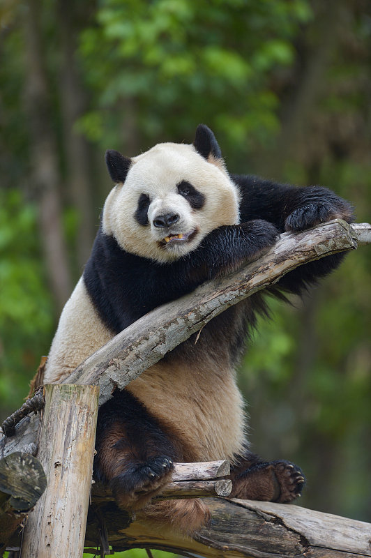 Giant pandas herald Chengdu 2021 FISU World University Games - CGTN