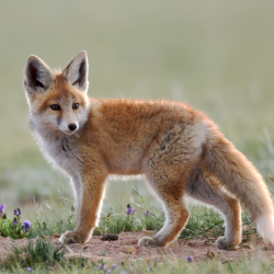 Mountainous Qinghai Series | Episode 4: Valiant fox cubs - CGTN