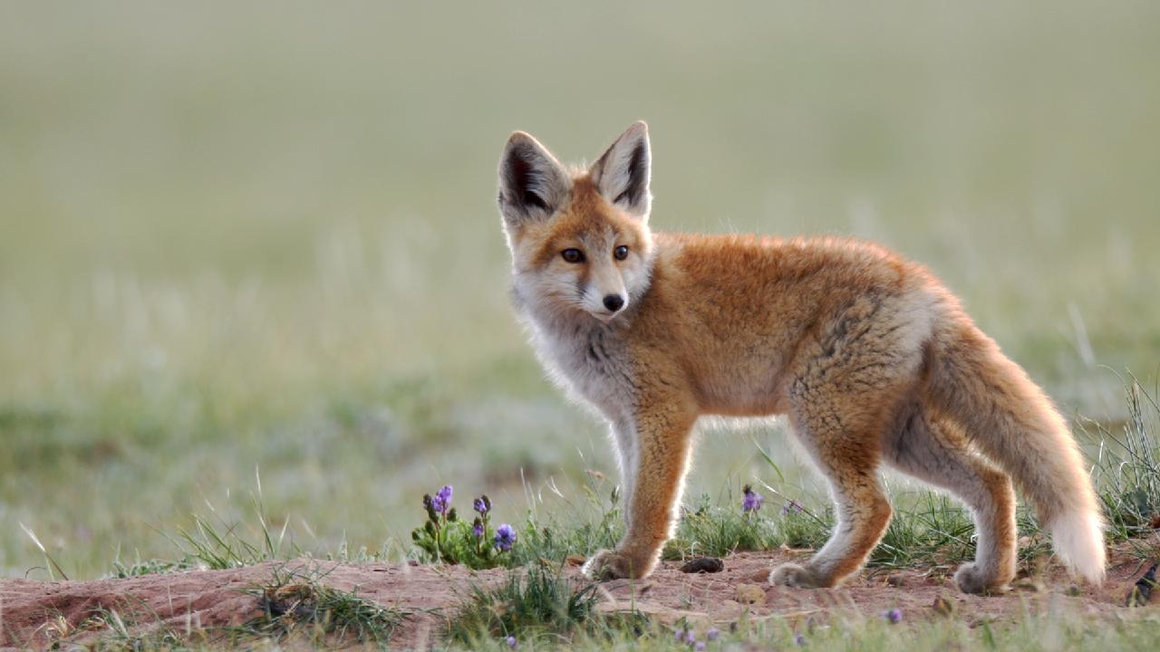 Mountainous Qinghai Series | Episode 4: Valiant fox cubs - CGTN