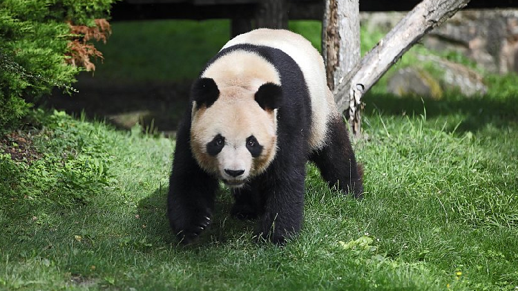 Giant panda Yuan Meng coming home to China - CGTN