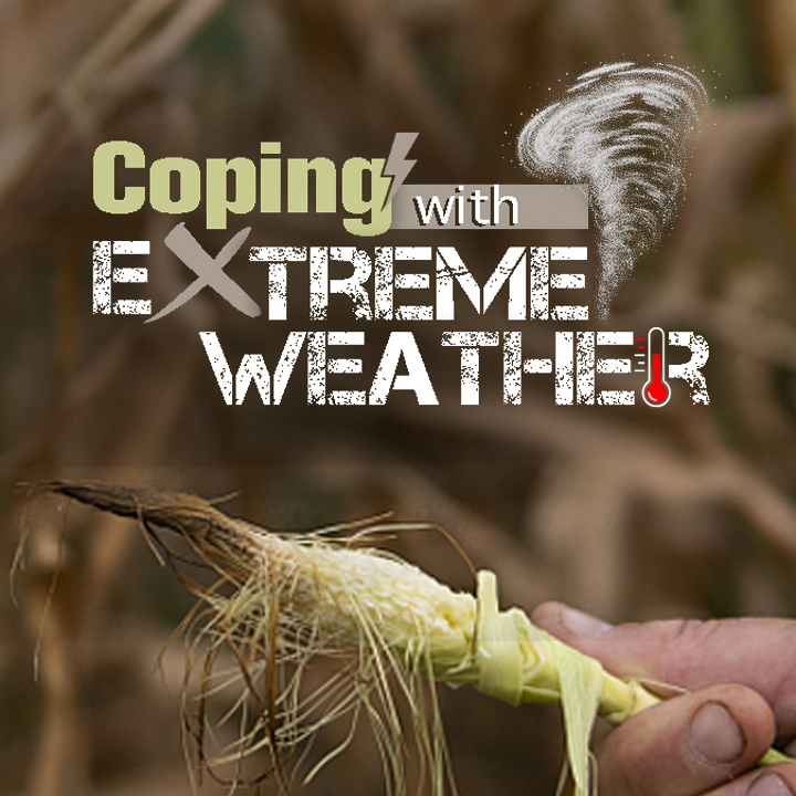 Stress building up on Italian farmers due to damage by extreme weather ...