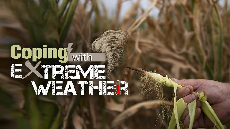 Stress building up on Italian farmers due to damage by extreme weather ...