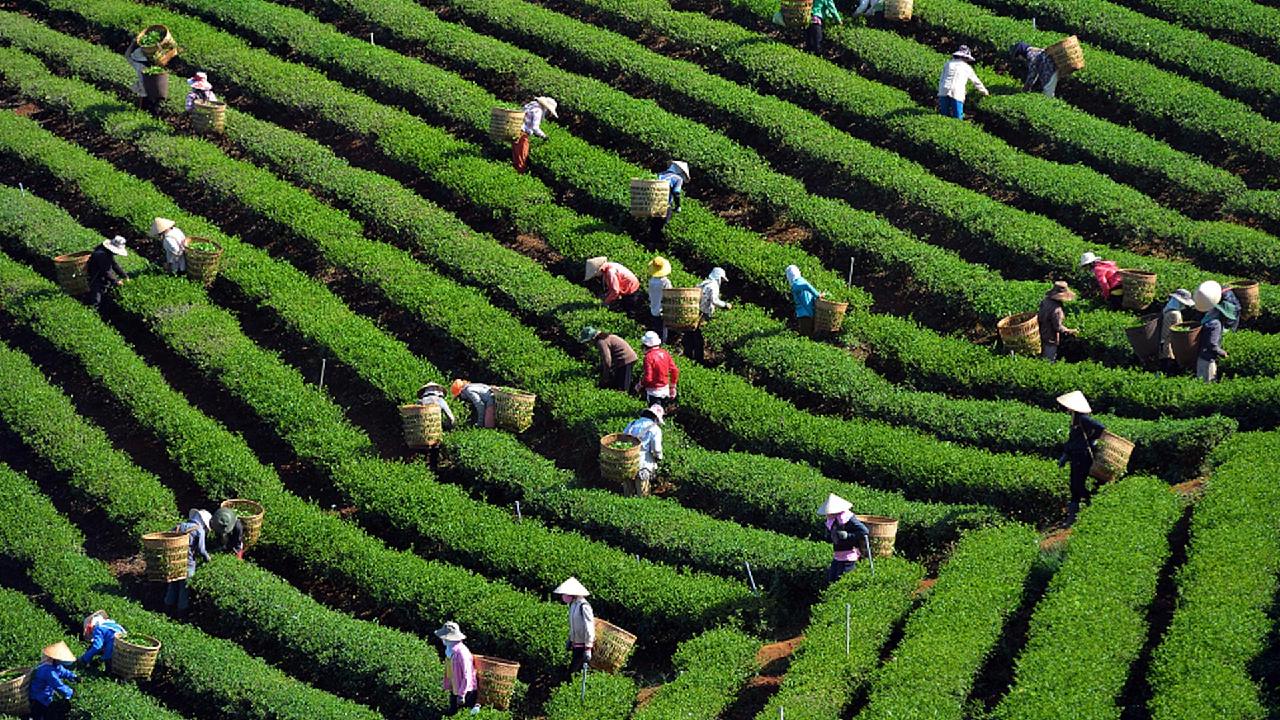 Captivating tea plantations around the world - CGTN