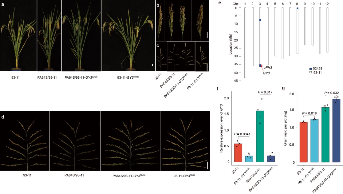 Chinese scientists identify a secret code to boost rice grain yield - CGTN