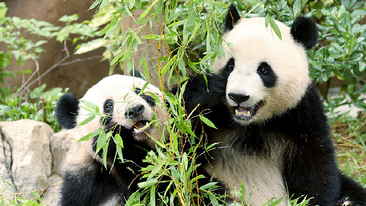 Twin giant panda cubs become more independent in Tokyo - CGTN