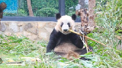 Giant panda Ya Ya celebrates 23rd birthday at Beijing Zoo - CGTN