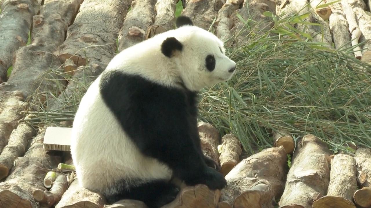 Giant panda Si Hai grows healthily in Qatar - CGTN